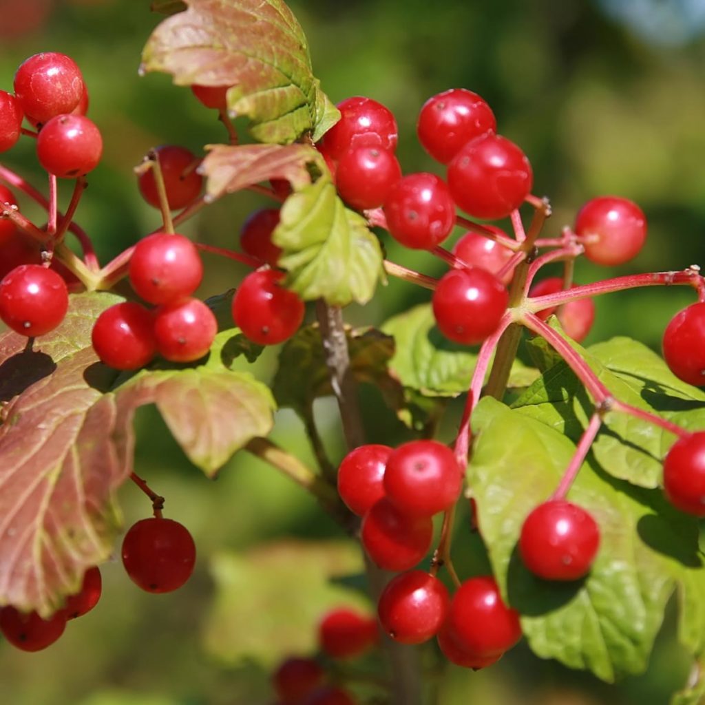 Kalina, le fruit national - Liouba Lorraine Ukraine